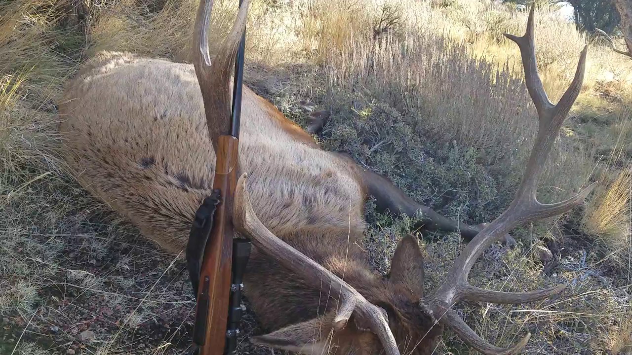 Jarbidge Nevada 6 point Big Bull Elk Hunting walk around - YouTube