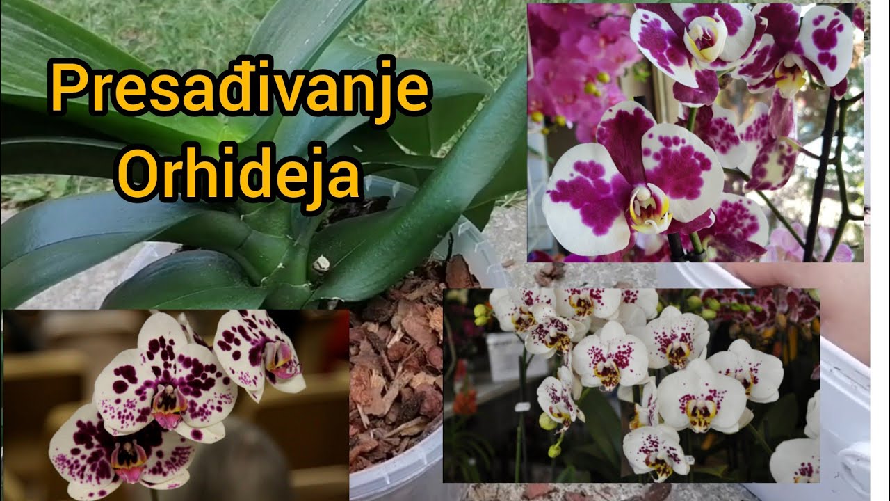 Presađivanje orhideje! - YouTube