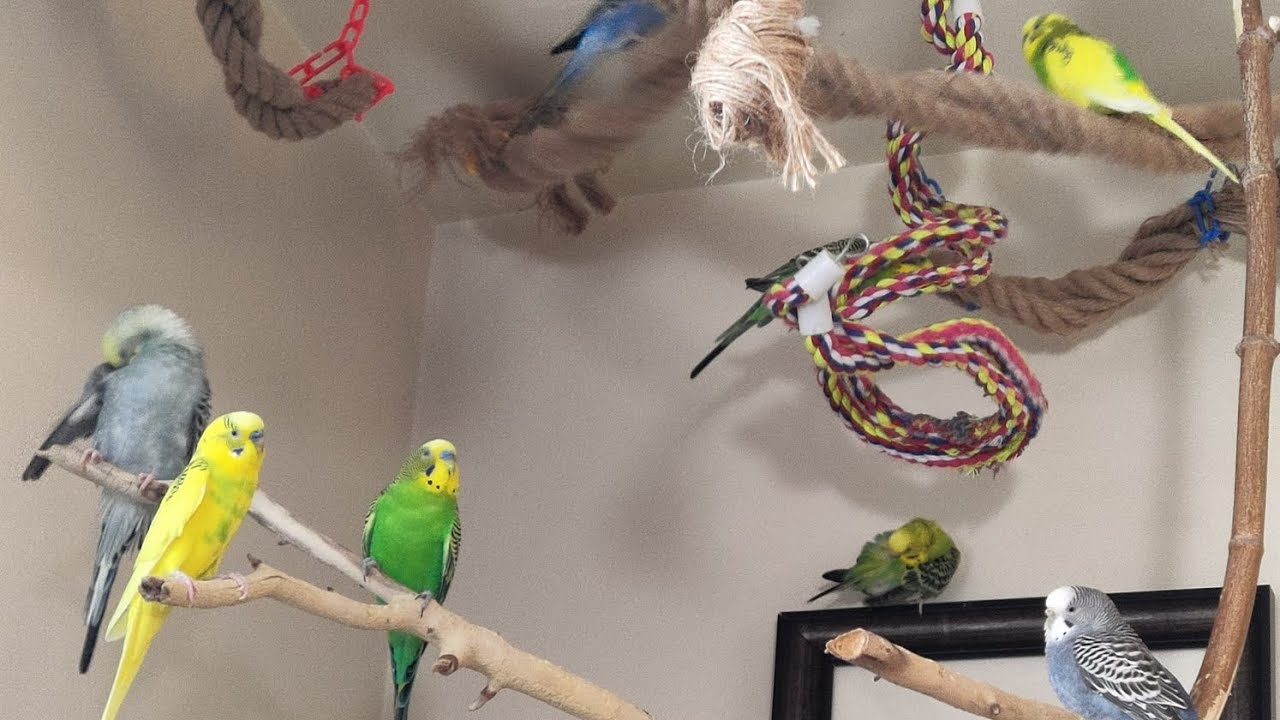 Parade of 9 Parrots - YouTube