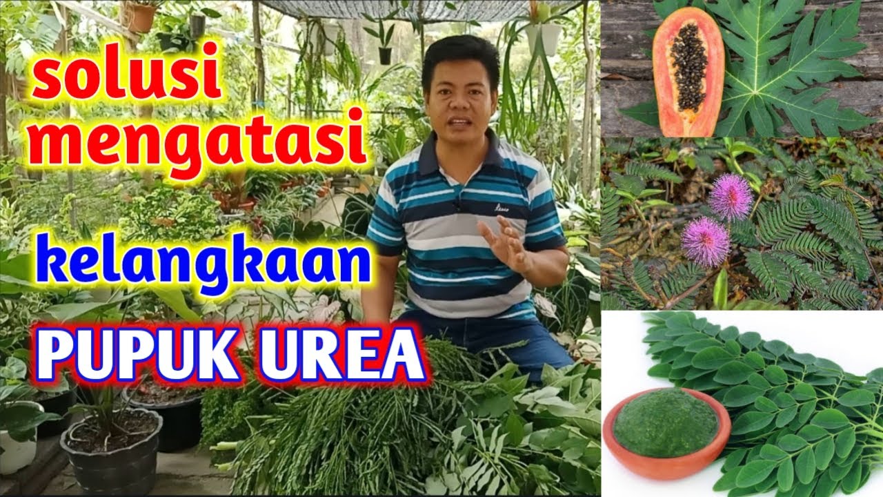 7 Jenis Dedaunan Sumber Nitrogen Pengganti Pupuk Urea - YouTube