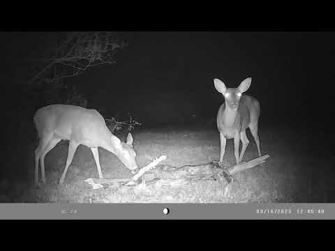 Wildgame Innovations Apple Crushed Deer Attractant Salt Block 4 lbs ...