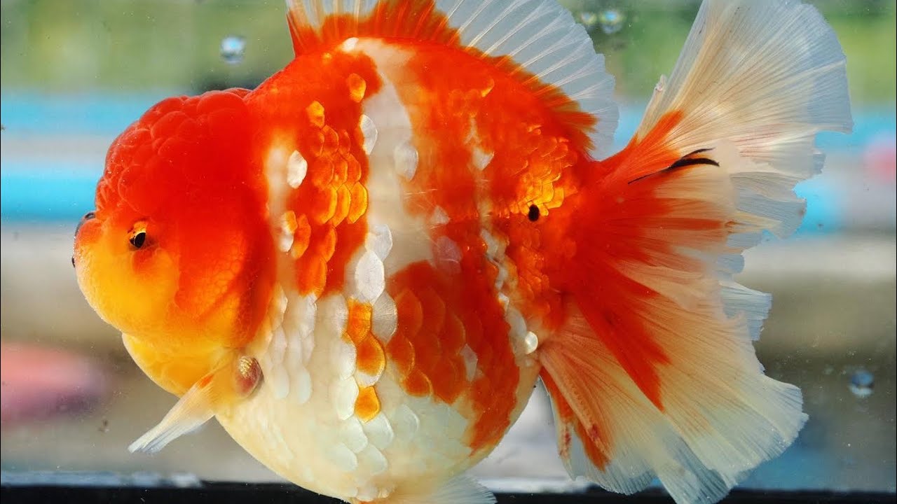 Beautiful Rose tail oranda, PJLEE selected #goldfish #oranda #rosetail ...