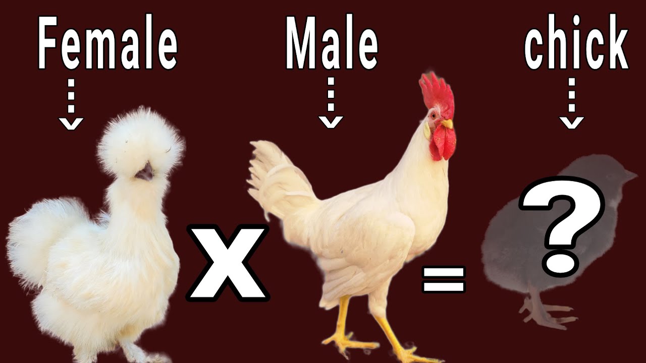 Silky murgi X Broiler murga breeding result - YouTube