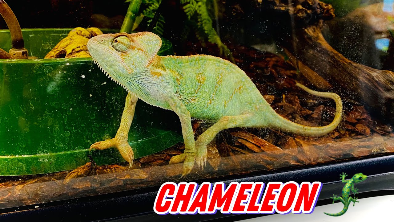 Chameleon Changing Color [[RUSSIA]] | Girgit | Colorful Lizard | - YouTube