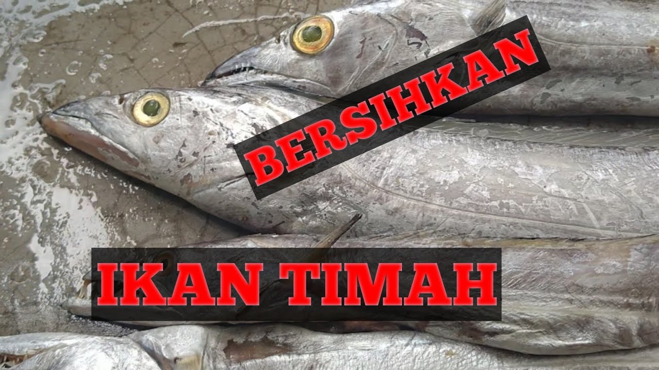 🔴 Cara Membersihkan Ikan Timah - YouTube
