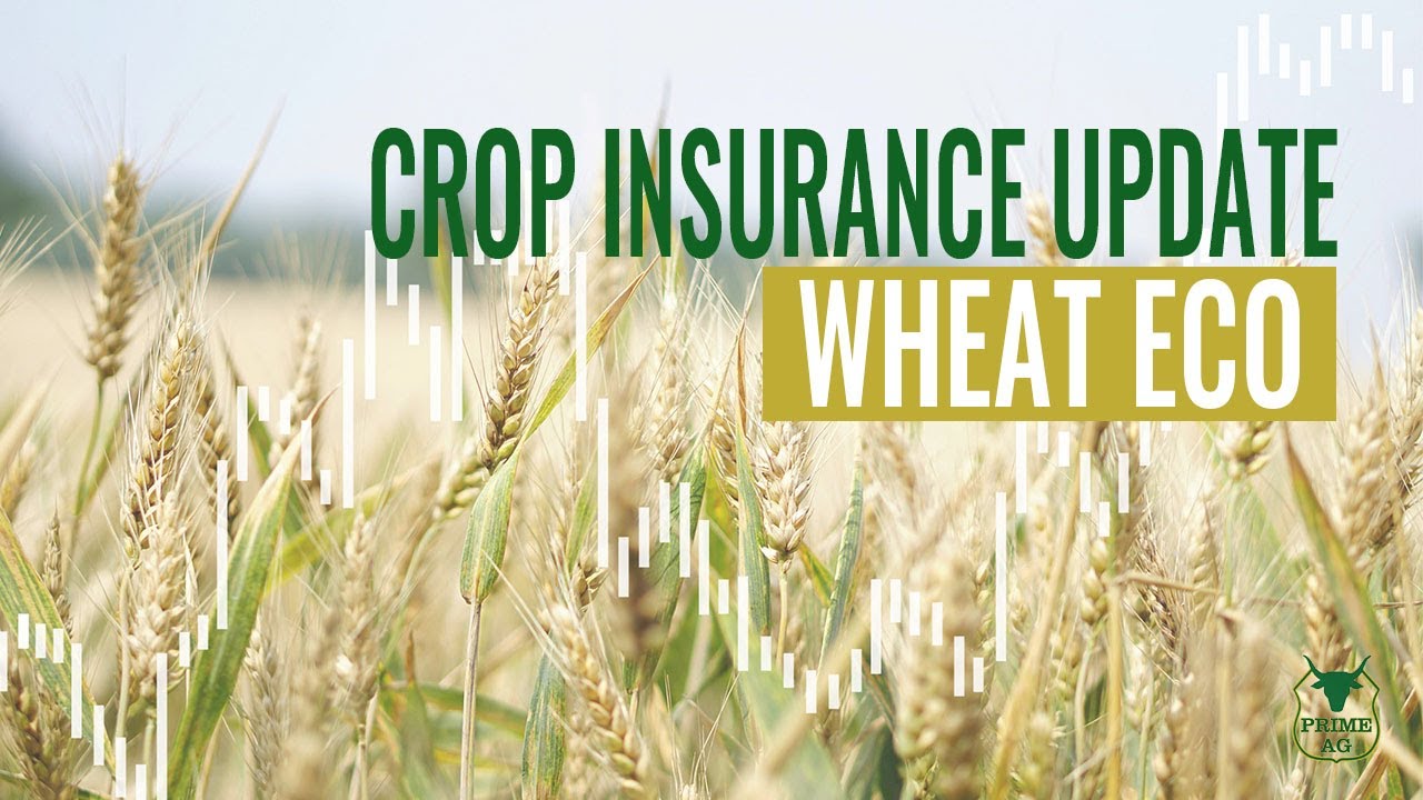 Crop Insurance Updates | Wheat ECO - YouTube