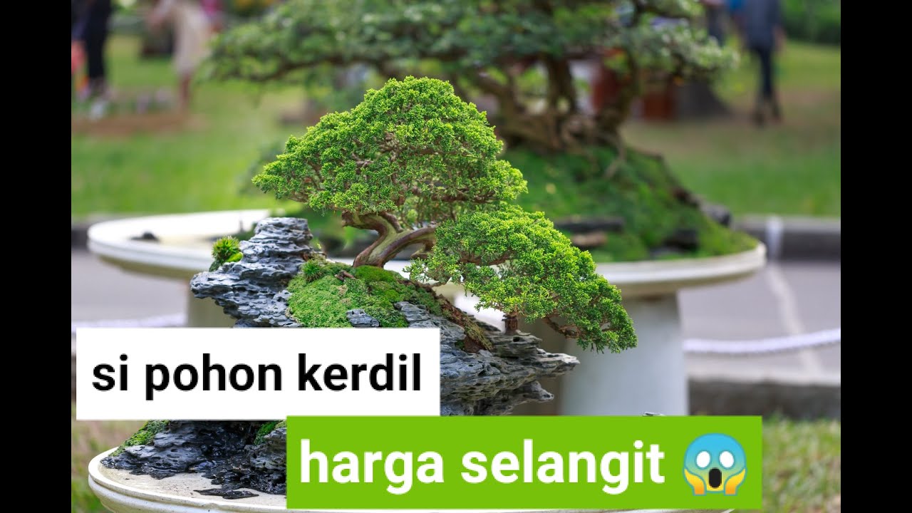 PAMERAN BONSAI NONGKOJAJAR || PASURUAN - YouTube