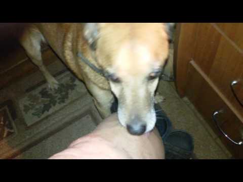 Бим лижет ногу