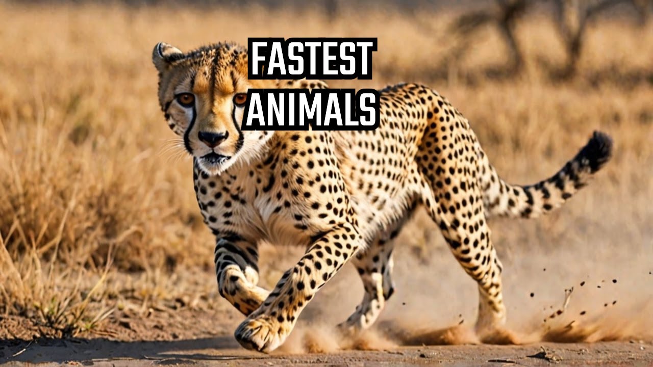 Top 5 Fastest Animals in the World! - YouTube