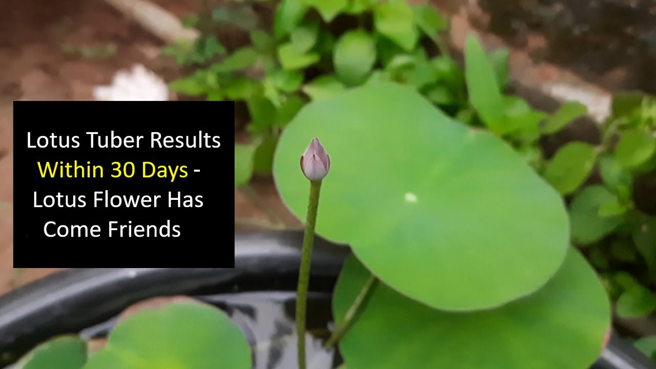Finally - Lotus / Thamara Flower Has Come | Lotus tuber palnting ...