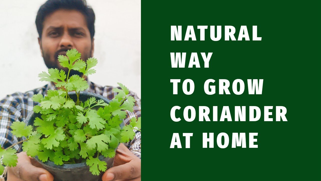 Natural way to grow #coriander leaves at home | How to germinate ...