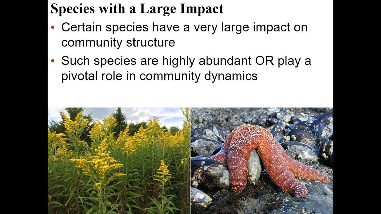 Species Diversity and Trophic Structure AP Biology 54.2 - YouTube