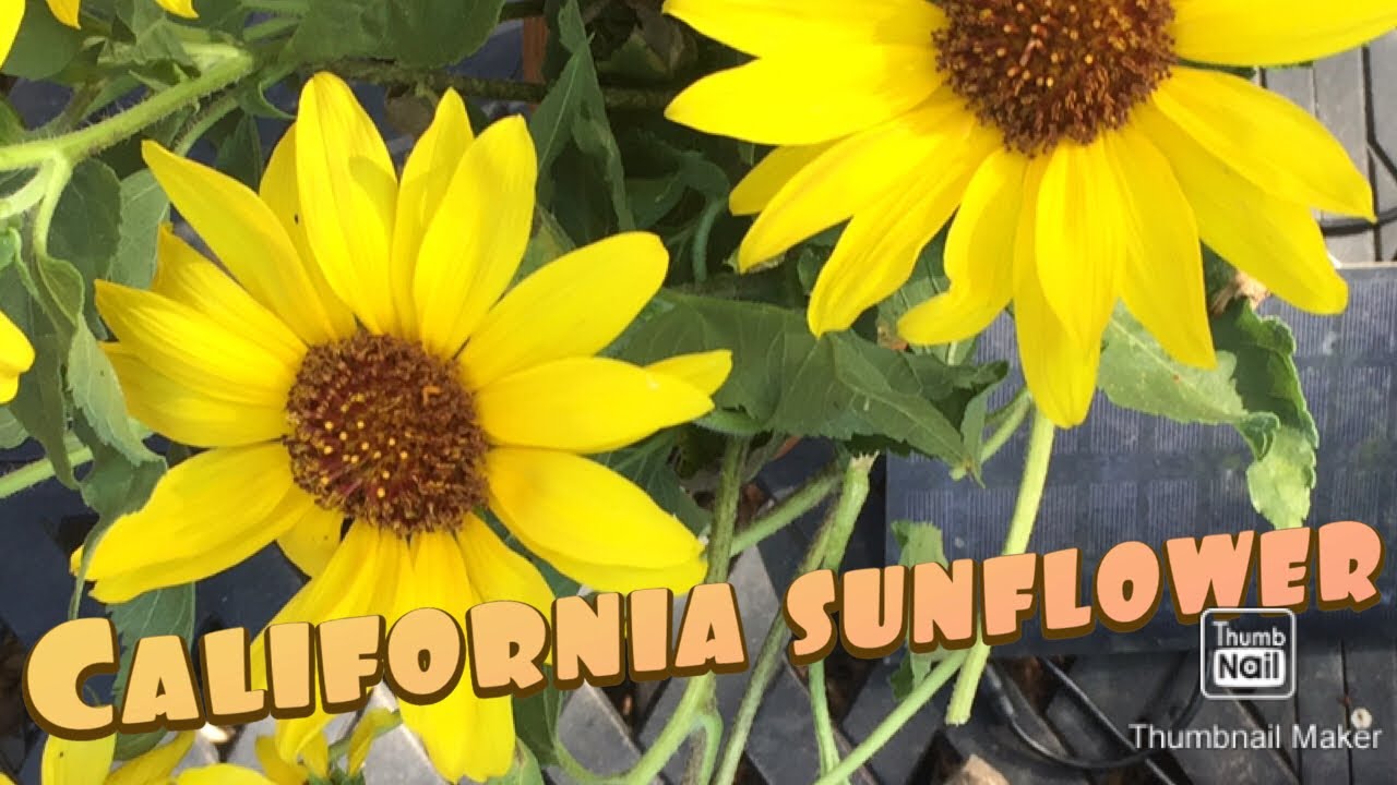 Local Native California Sunflower, fast growing up to 6-8', drought ...