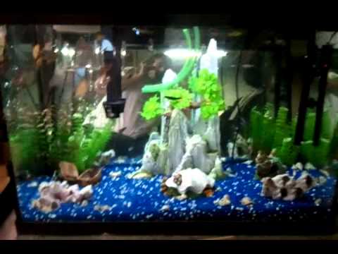 4 fish tanks connected with 4"tubes - YouTube