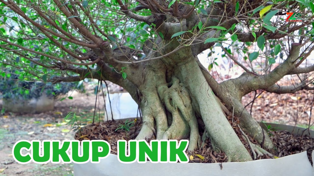 NGGAK AKAN BOSAN SEHARIAN MELIHAT POHON DI KEBUN INI - YouTube