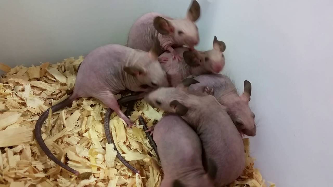 Ultra cute hairless mice! - YouTube
