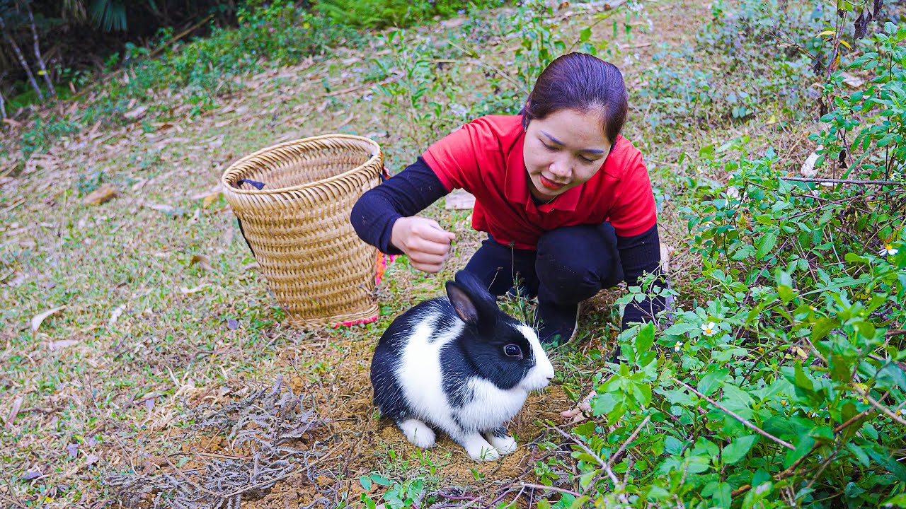 Harvesting A Lot Of Rabbit to sell at the market | How to Hunt Wild ...