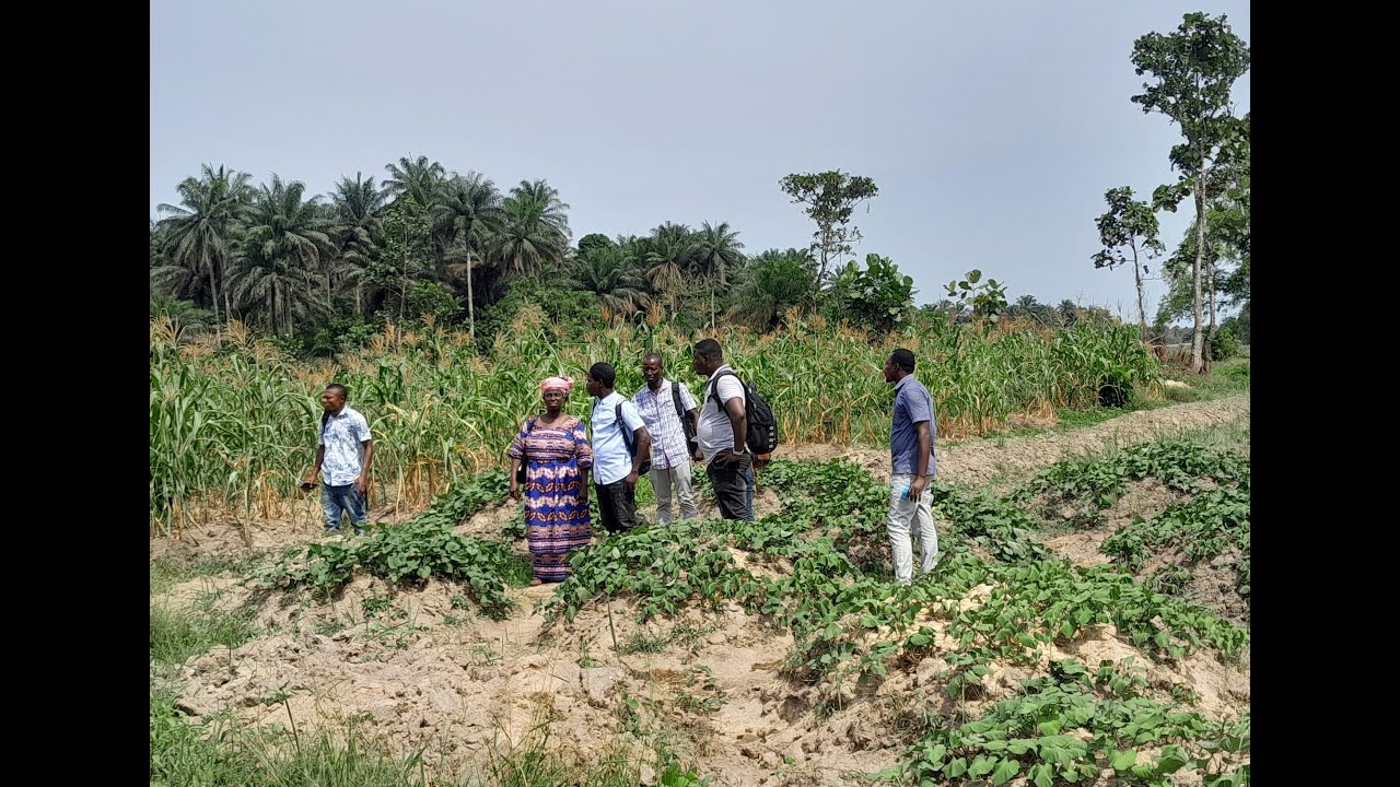 Sierra Leone: Kombra Farm pilot phase shows progress - YouTube