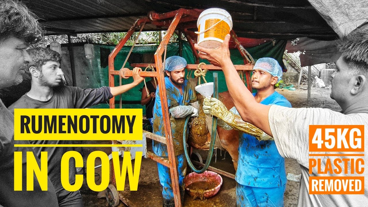 #Rumenotomy in cow ગાય ના પેટ માંથી ૪૫ કિલો પ્લાસ્ટિક કાઢવા મા આવ્યું ...