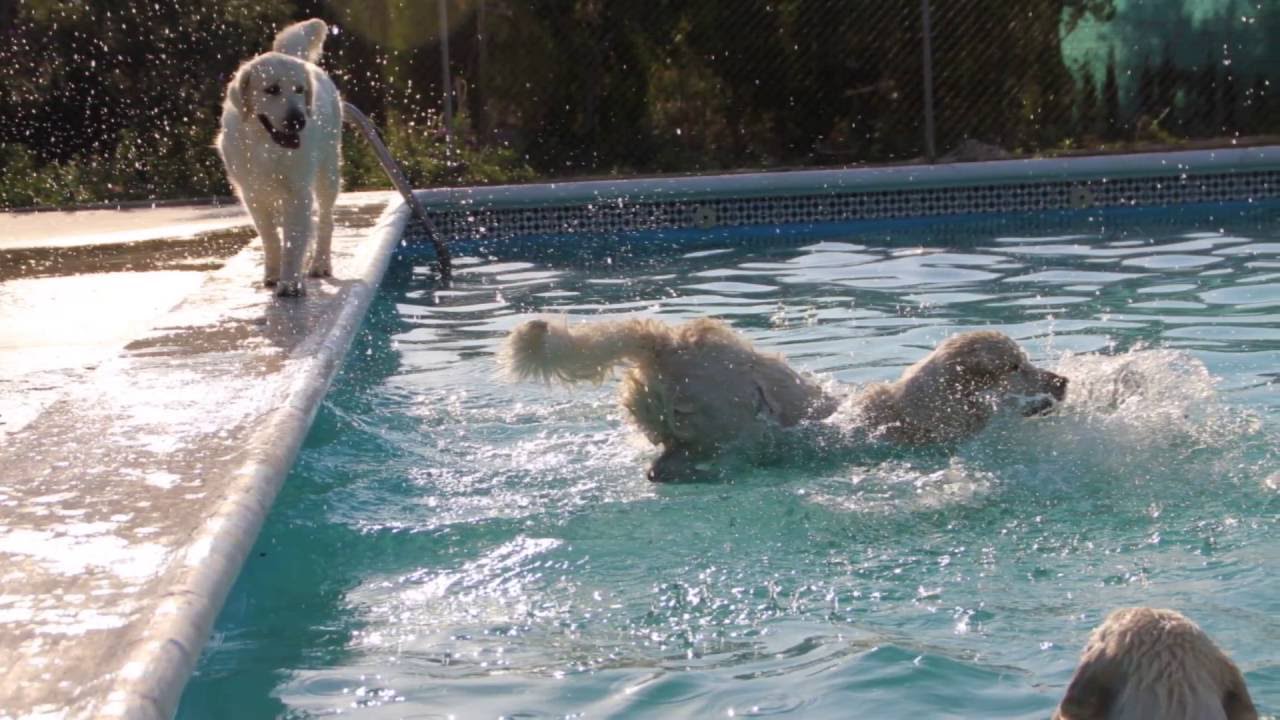 Golden Retriever en la piscina / Golden Retriever in the swimming pool ...