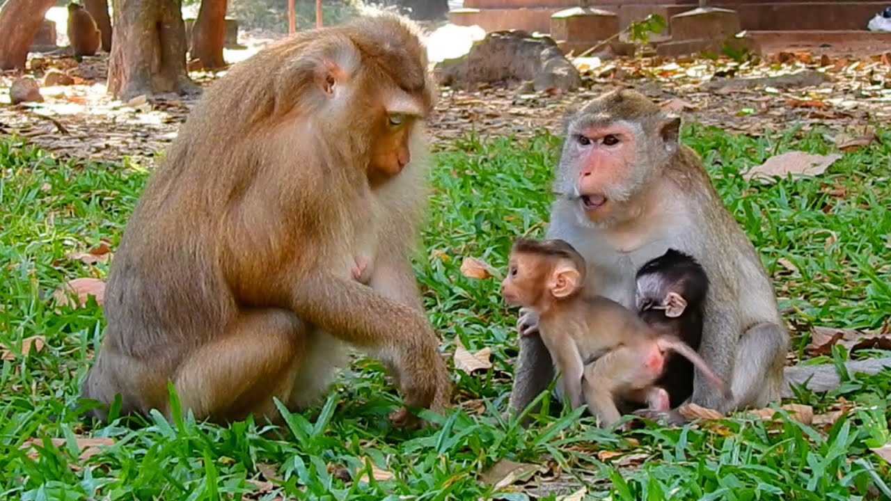 Does Sweet Baby Rina Confuse Mom, She Loves To Play and Stay With ...