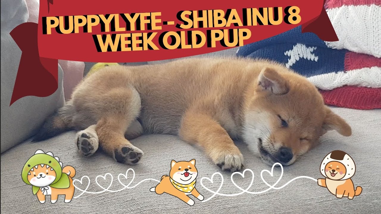 Shiba Inu Puppy at 8 Weeks Old (Crying, Adjusting to New Environment ...