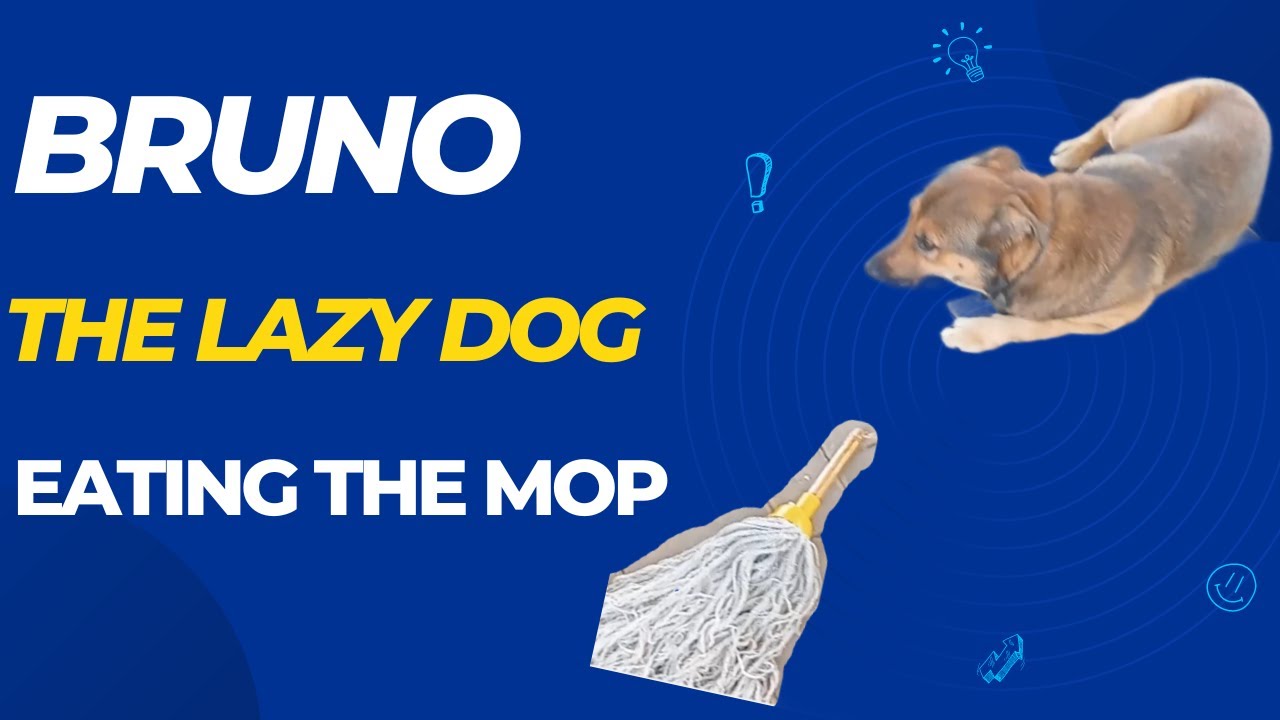 Bruno The Lazy Dog, Eating The Mop - YouTube