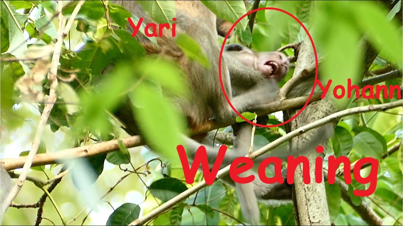 Finally Queen Yari Weaning Baby Yohann Beating Up On The Tree. Baby ...