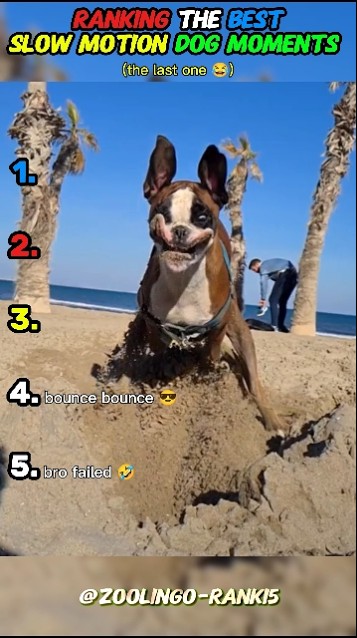 Ranking The Best Slow Motion Dog Moments! (part 2) 😂 #shorts - YouTube