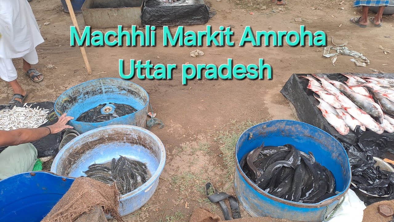 Machhli Markit All sizes fish 🐟 😍 👌 - YouTube