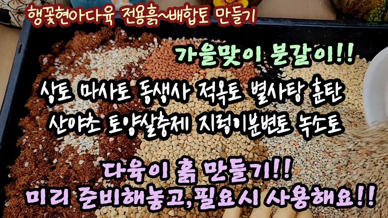 현아다육이쓰는 다육이 전용흙 만드는법 기본베이스로 만들어놓고 사용 가을맞이 분갈이준비 Youtube