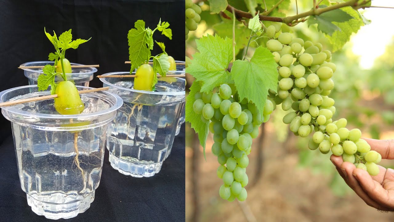 The Ultimate Grape Growing Hack: Boost Your Yield at Home | Mustang ...