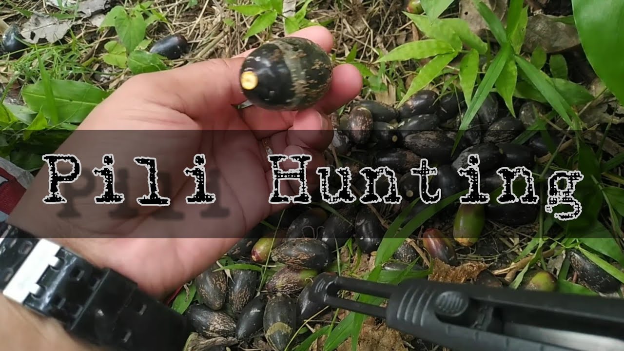 Pili Nuts nang Bicol | Pili Tree - YouTube