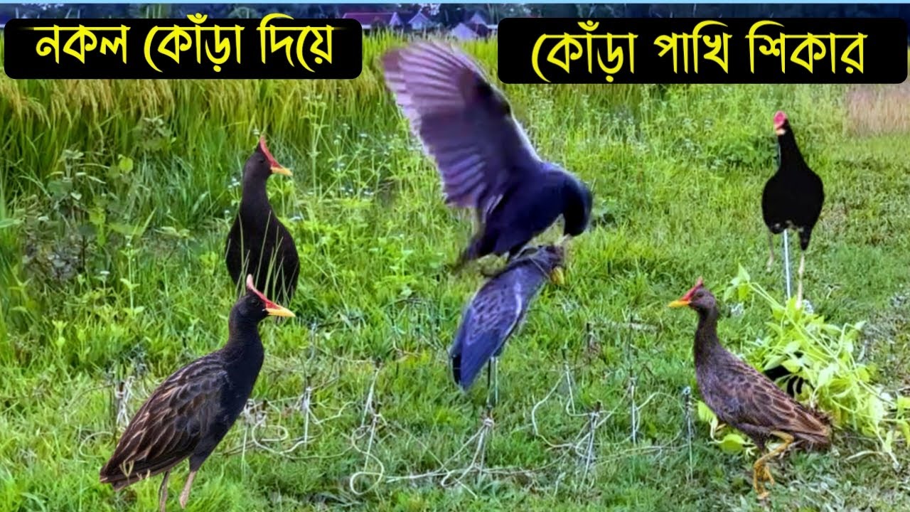 Kora Pakhi Shikar | Kora Pakhi Dhorar Sohoj upy | Kora Pakhi | Kora ...