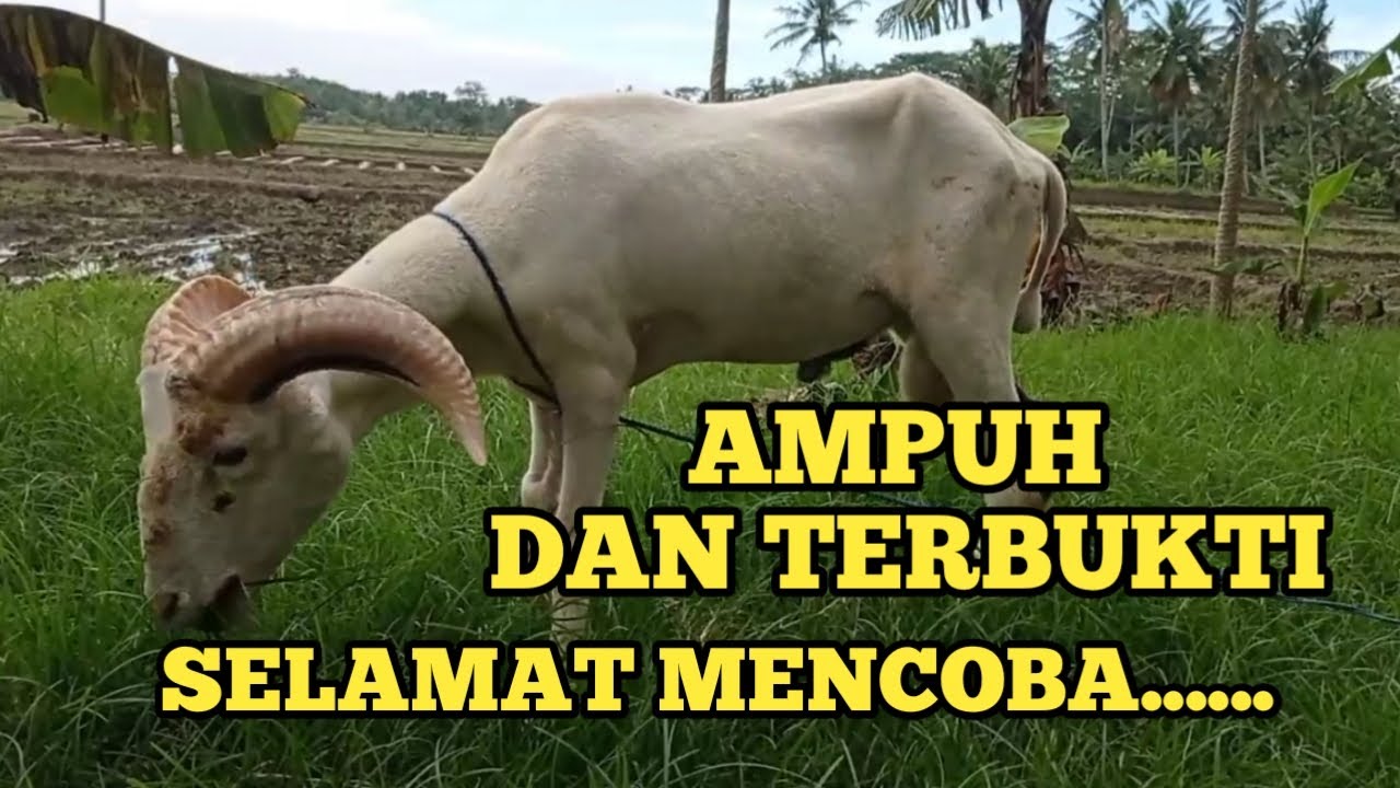 Cara mengobati penyakit orf pada domba garut - YouTube