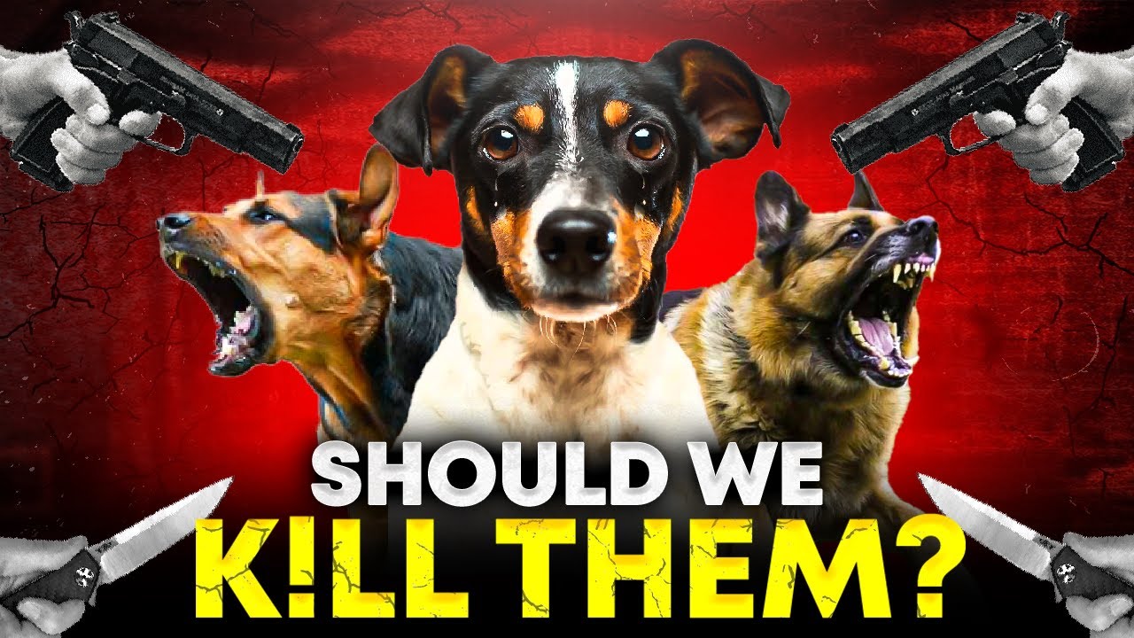 What Is the Solution to India’s Stray Dog Problem? - YouTube