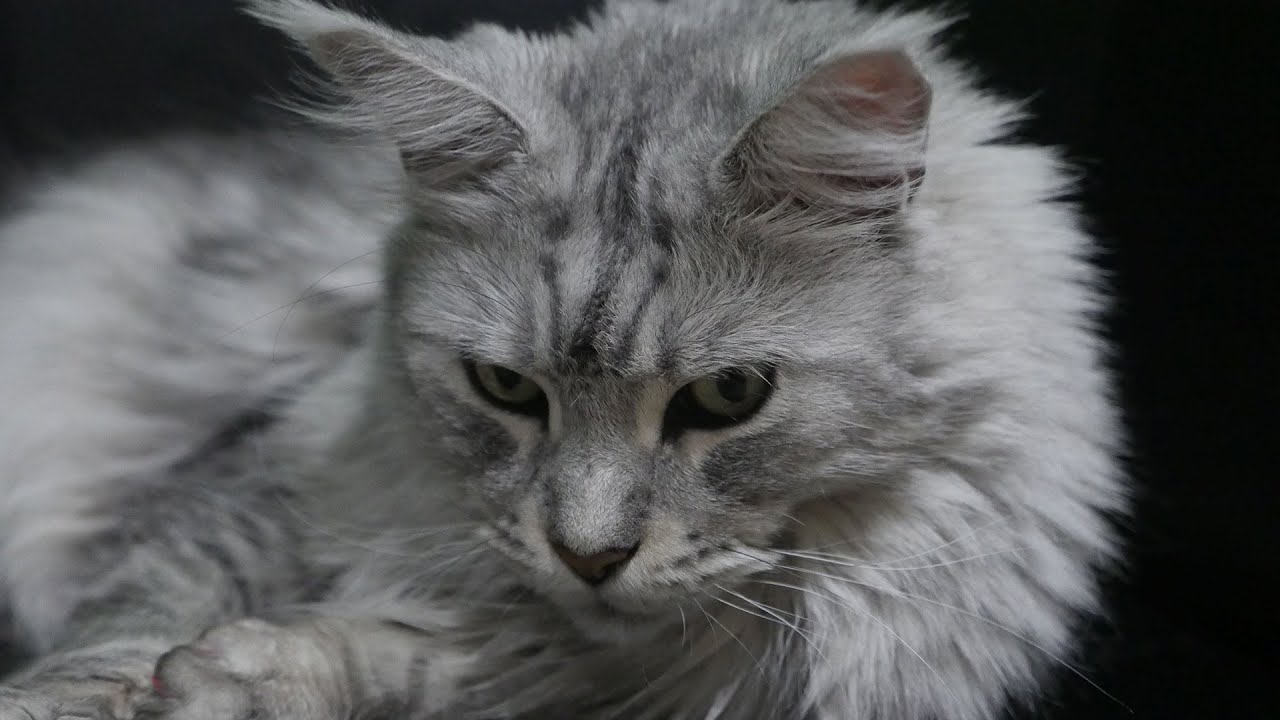 Panasonic GH4 BIG Maine Coon Cat Indoors in 4K UltraHD - YouTube