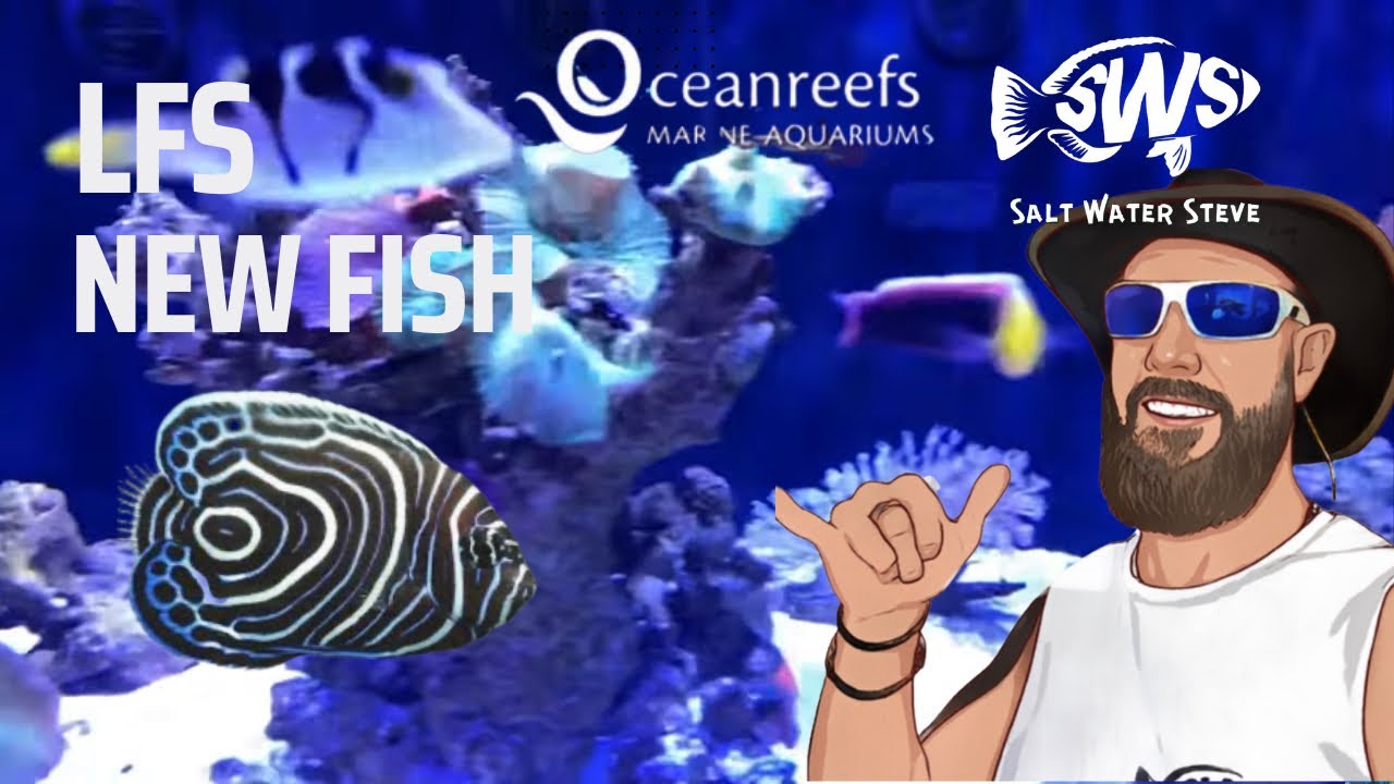 LFS Local Fish Shop NEW FISH for my CADE 1200 🤙🏽 SWS - YouTube