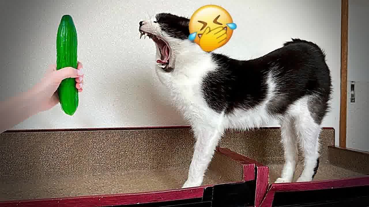 Scaredy Cats Compilation - YouTube