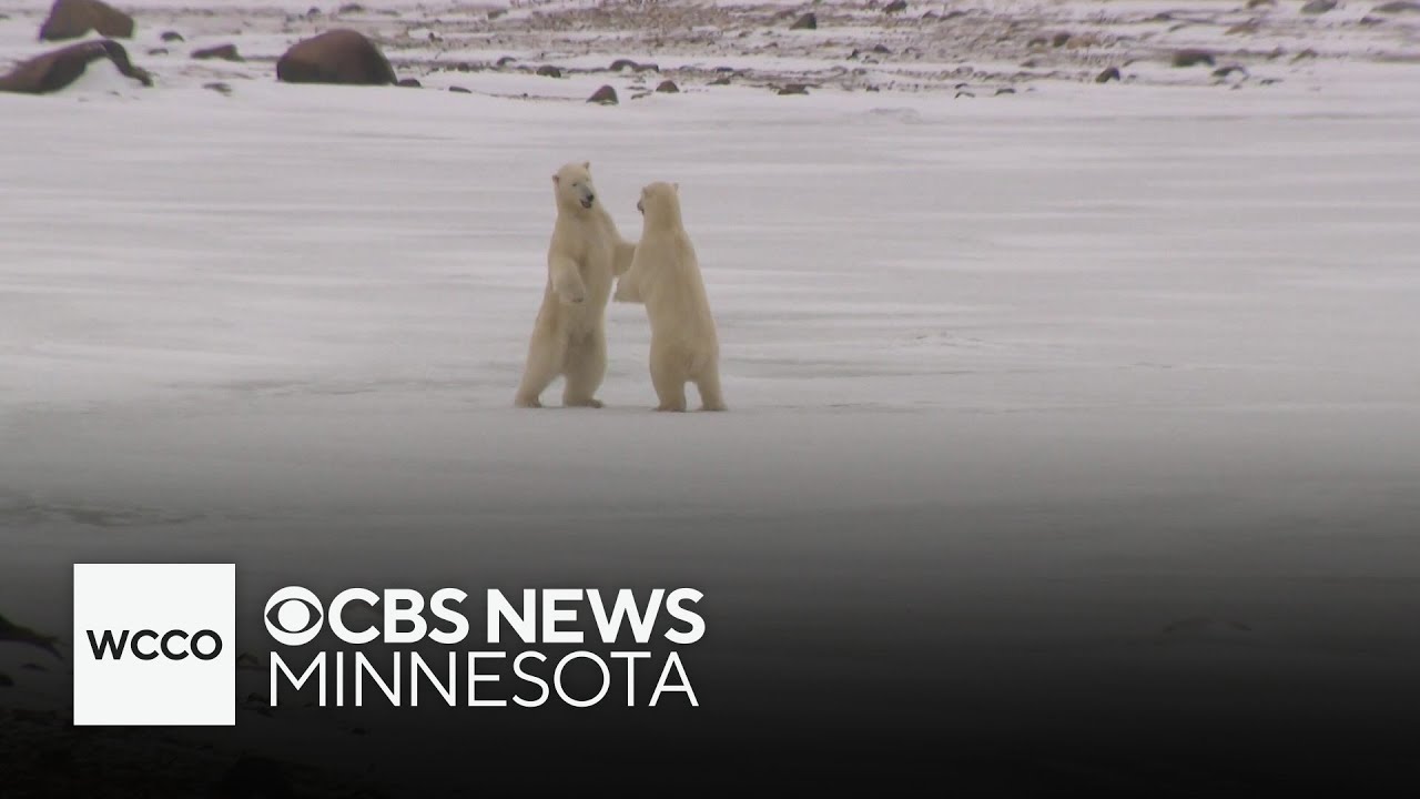 Top polar bear outtakes from WCCO’s documentary “On The Edge” - YouTube