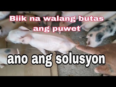 Ano ang solusyon sa biik na walang butas ang puwet / @MeljenVlog - YouTube