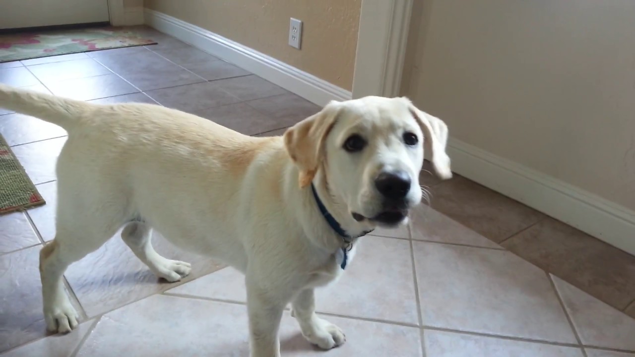 Lab Puppy! 18 weeks! Kobe! Eighteen weeks. Labrador! - YouTube