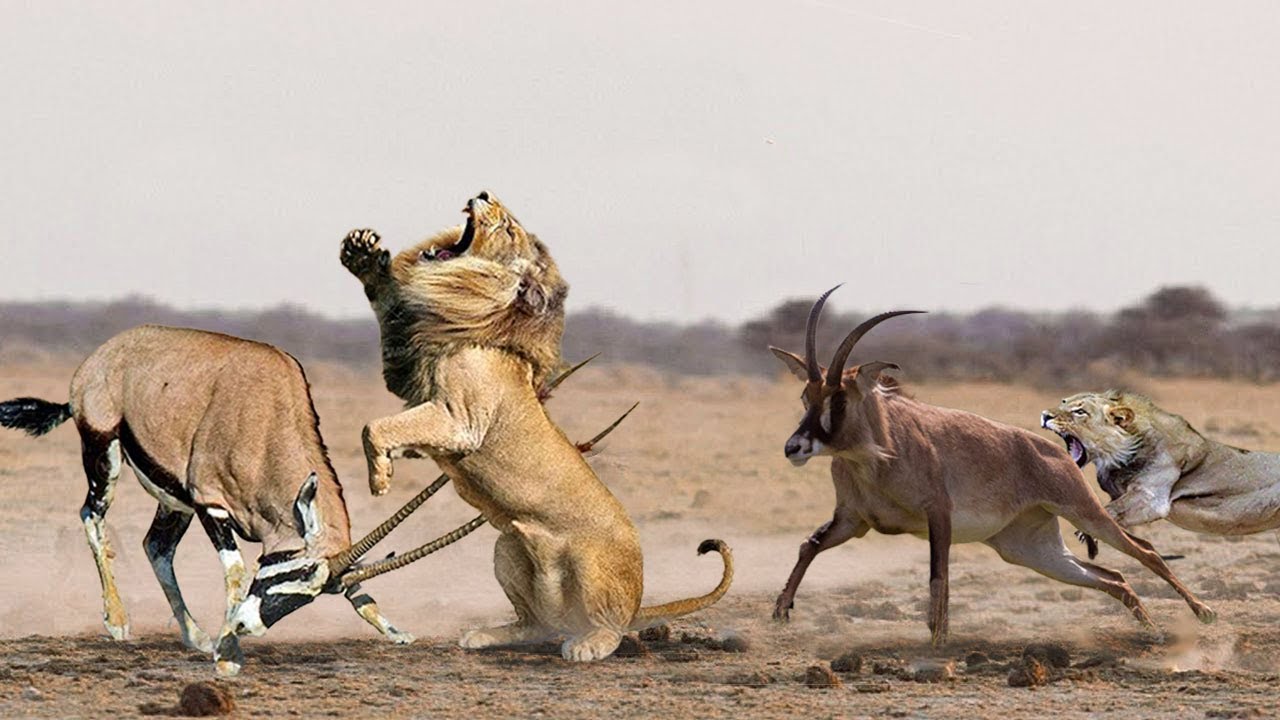 Unbelievable! Antelope Risked Its Life To Defeat Lion With Its Sharp ...