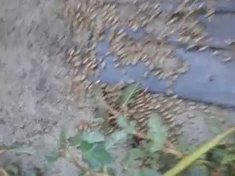 Termite Swarm in Cambodia - YouTube