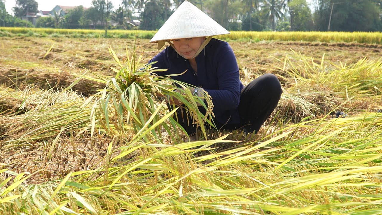 Harvest Rice. Symbol Of Vietnamese Culinary Culture. Country Life | Le ...