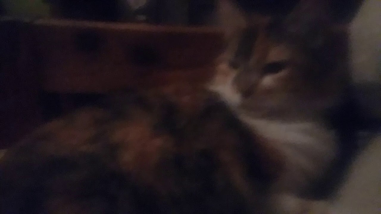 Gato despertando :3 - YouTube