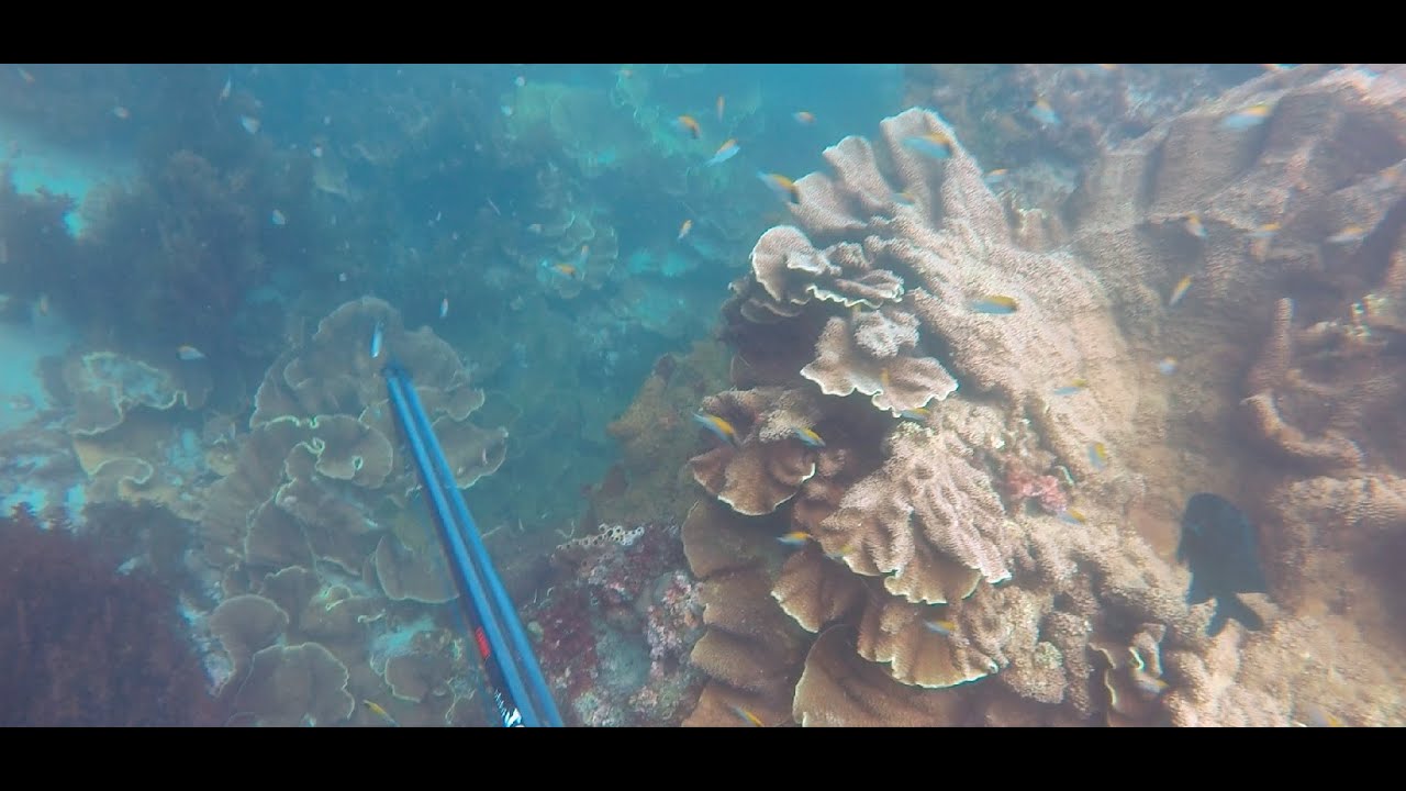 Freediving at Shoal Cape Esperance - YouTube