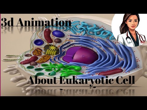 3d animation of Eukaryotic Cell #3d lecture of Eukaryotic Cell - YouTube