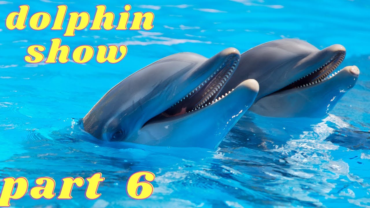 Amazing Dolphins - the best moments of the show in Batumi - YouTube