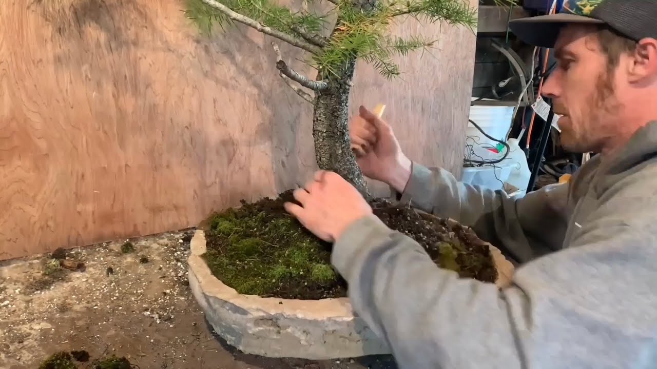 Yamadori Fir Bonsai - Pruning & Initial Structural Wiring - YouTube